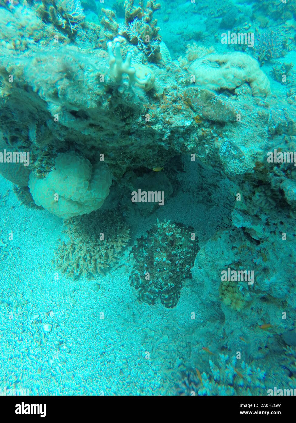 Octopus camouflage seaweed hi-res stock photography and images - Alamy