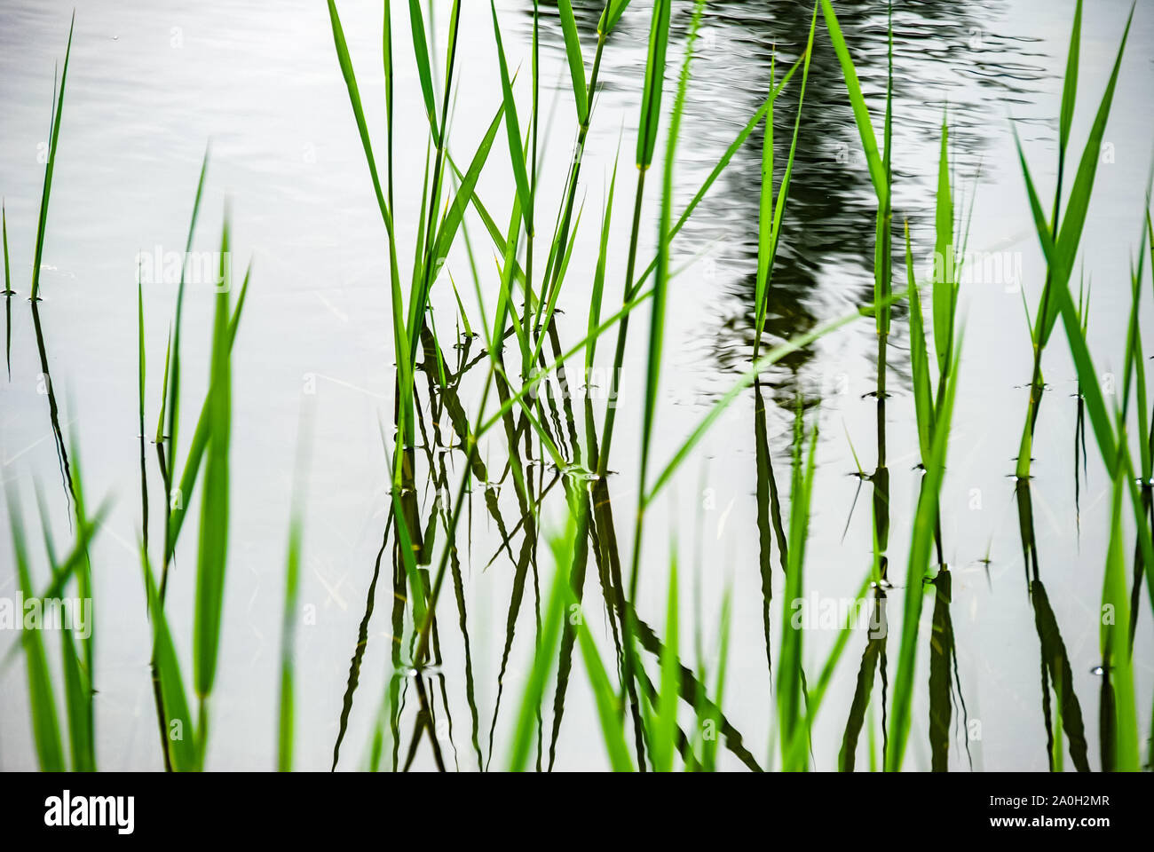 Water reeds growing plants hi-res stock photography and images - Alamy