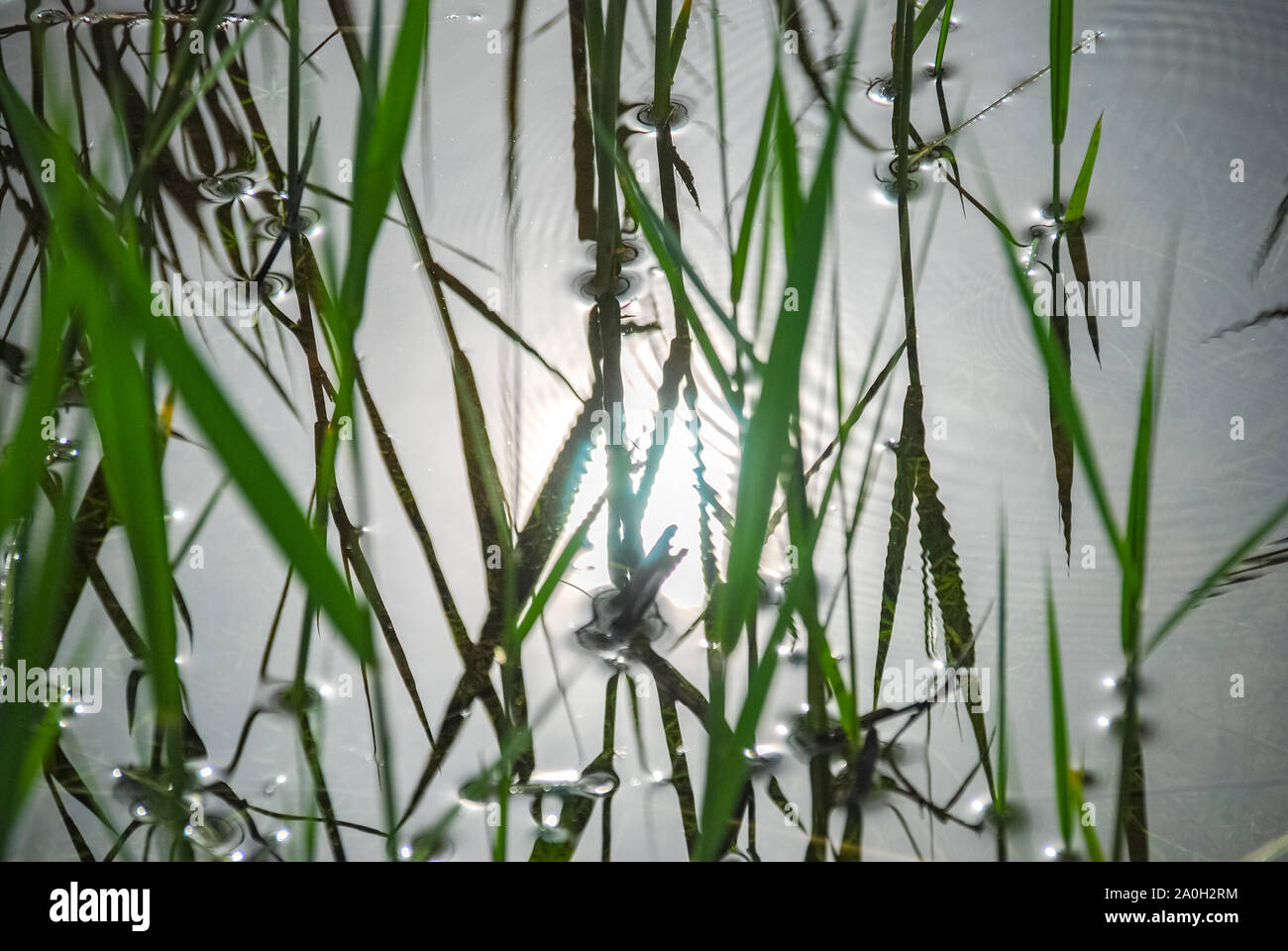 Grass in the water hi-res stock photography and images - Alamy
