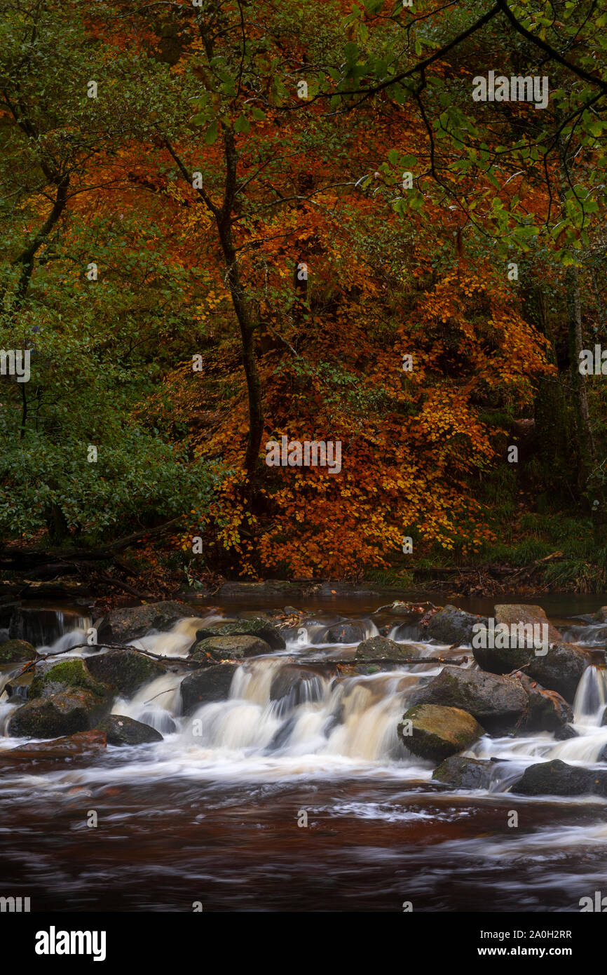 Landscape photography lone beach tree against a background of evergreen ...