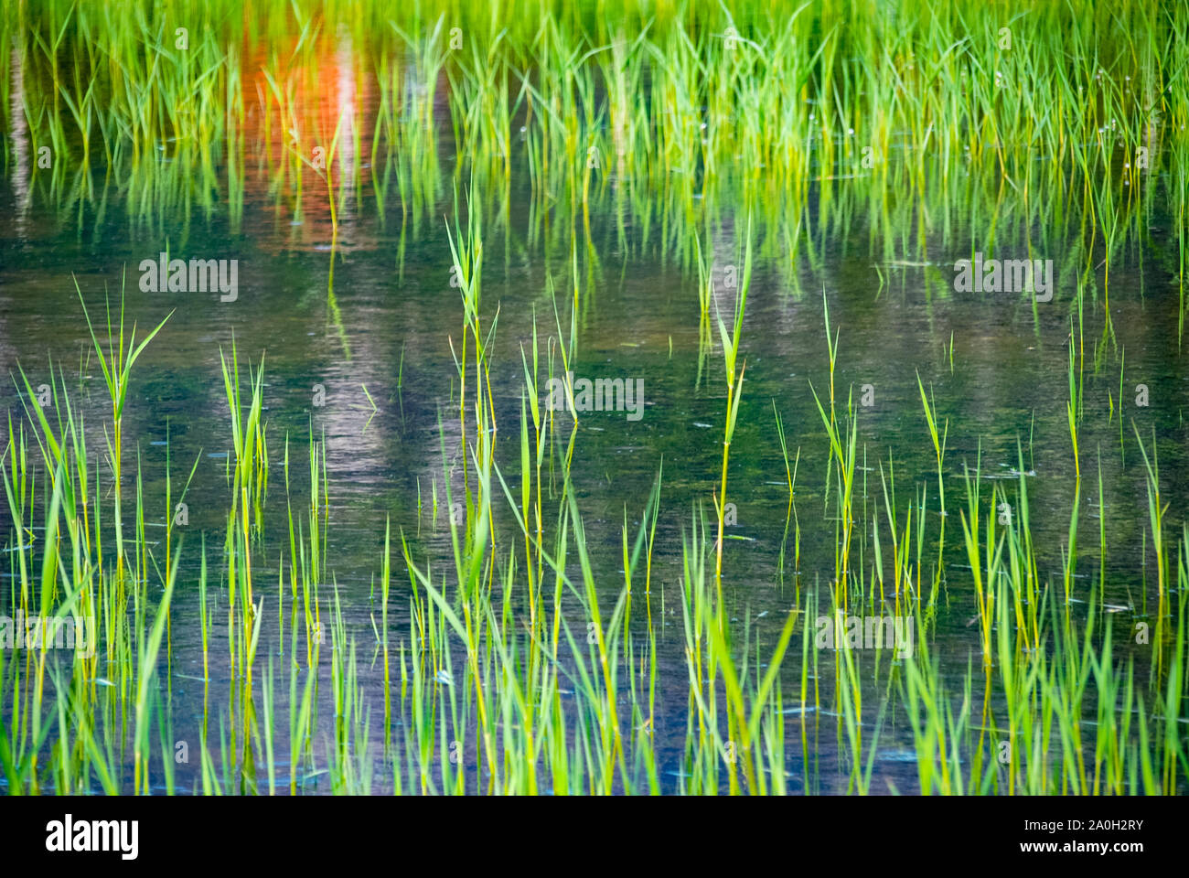 Bright green stalks of reed growing in clear water or pond Stock Photo ...