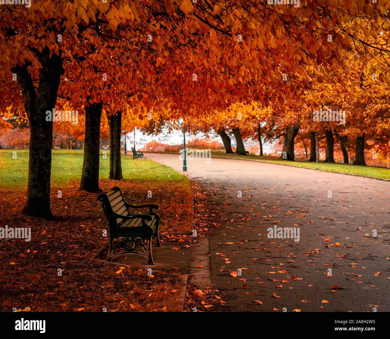 Park bench in a public park under an autumnal vibrant tree with path ...
