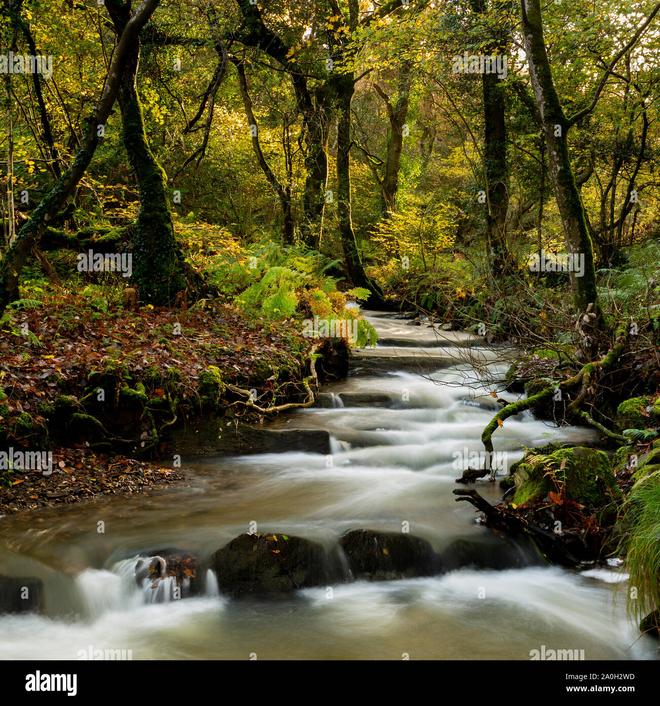 Woodland vegetation hi-res stock photography and images - Alamy