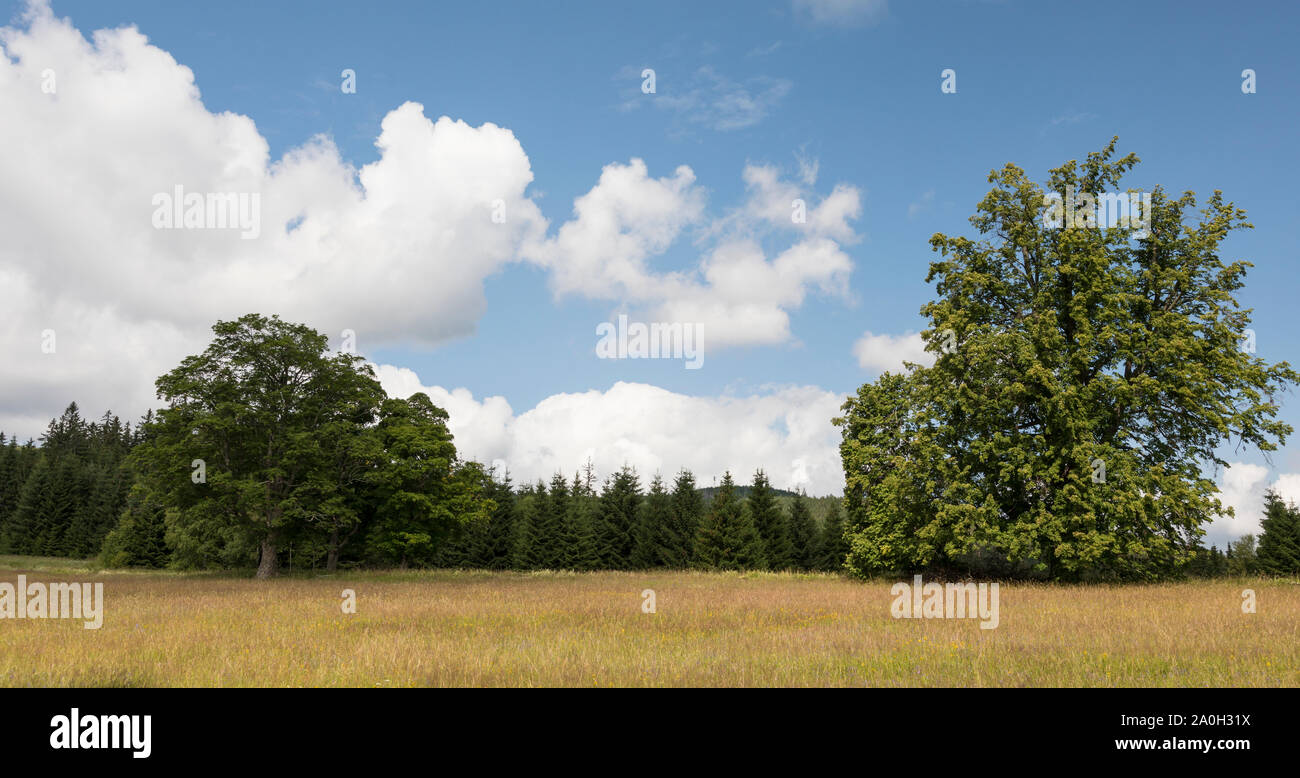 Boehmerwald national park hi-res stock photography and images - Alamy