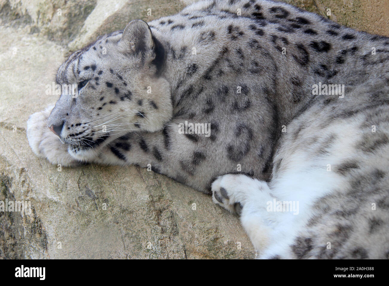 snow leopard in a zoo in france Stock Photo - Alamy