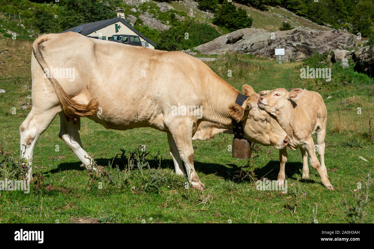 a white cow with cowbell and calf Stock Photo - Alamy