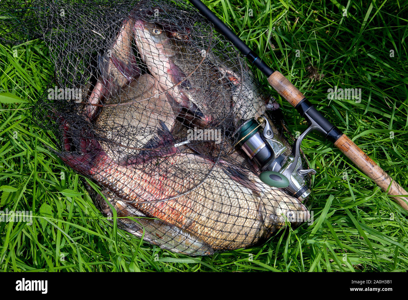 Good catch. Close up view of just taken from the water big freshwater ...