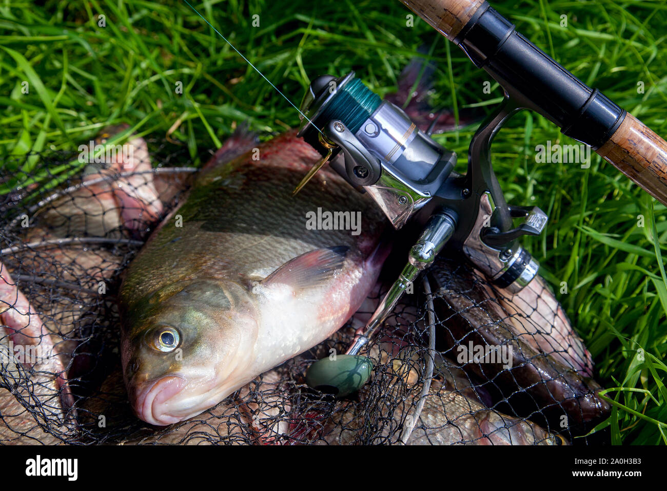 Good catch. Close up view of just taken from the water big freshwater ...