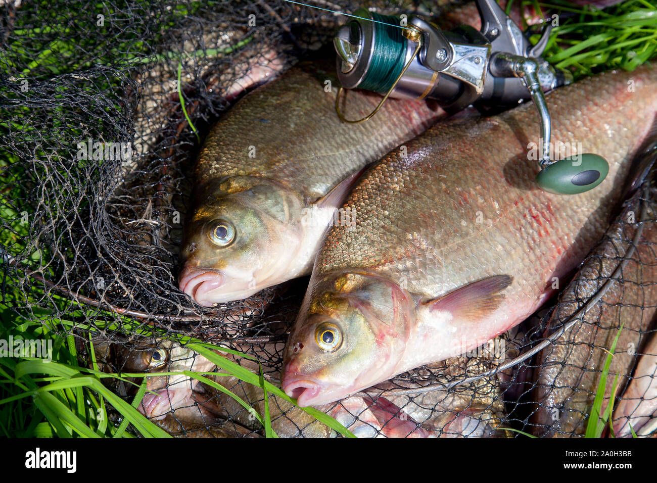 Good catch. Just taken from the water big freshwater common bream known ...