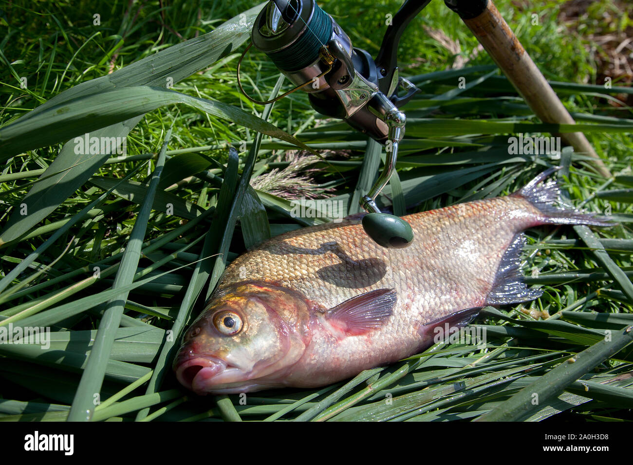Good catch. Just taken from the water big freshwater common bream known ...