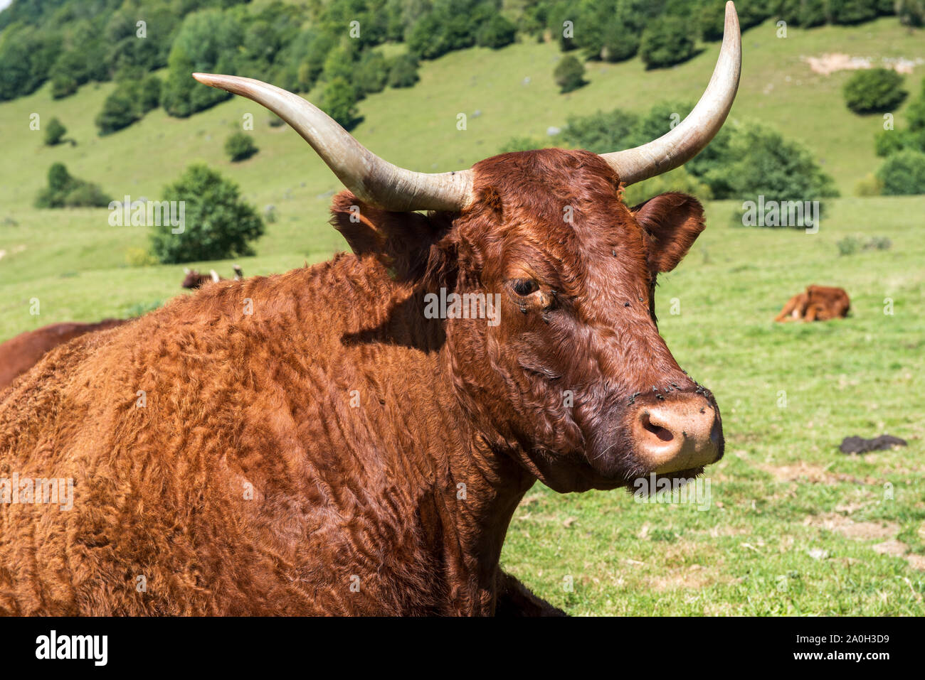 a cow In the mountain meadow, French Pyrenees, Bearn Stock Photo - Alamy