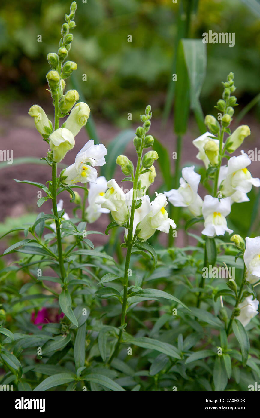 White Snapdragon Flower