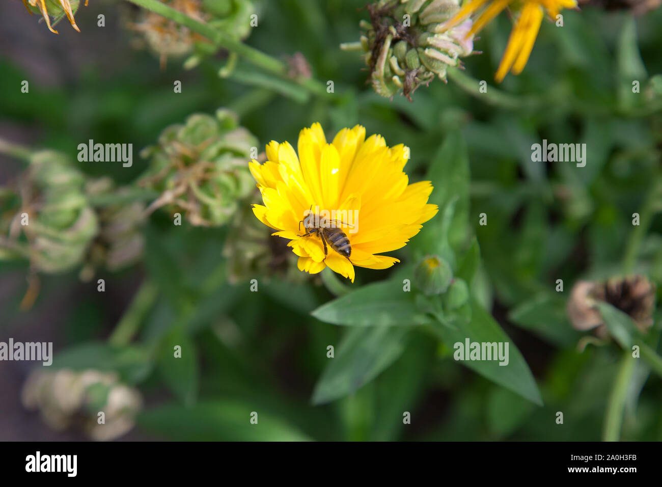 Yellow marigold flowers and small working bee on the blurred background ...