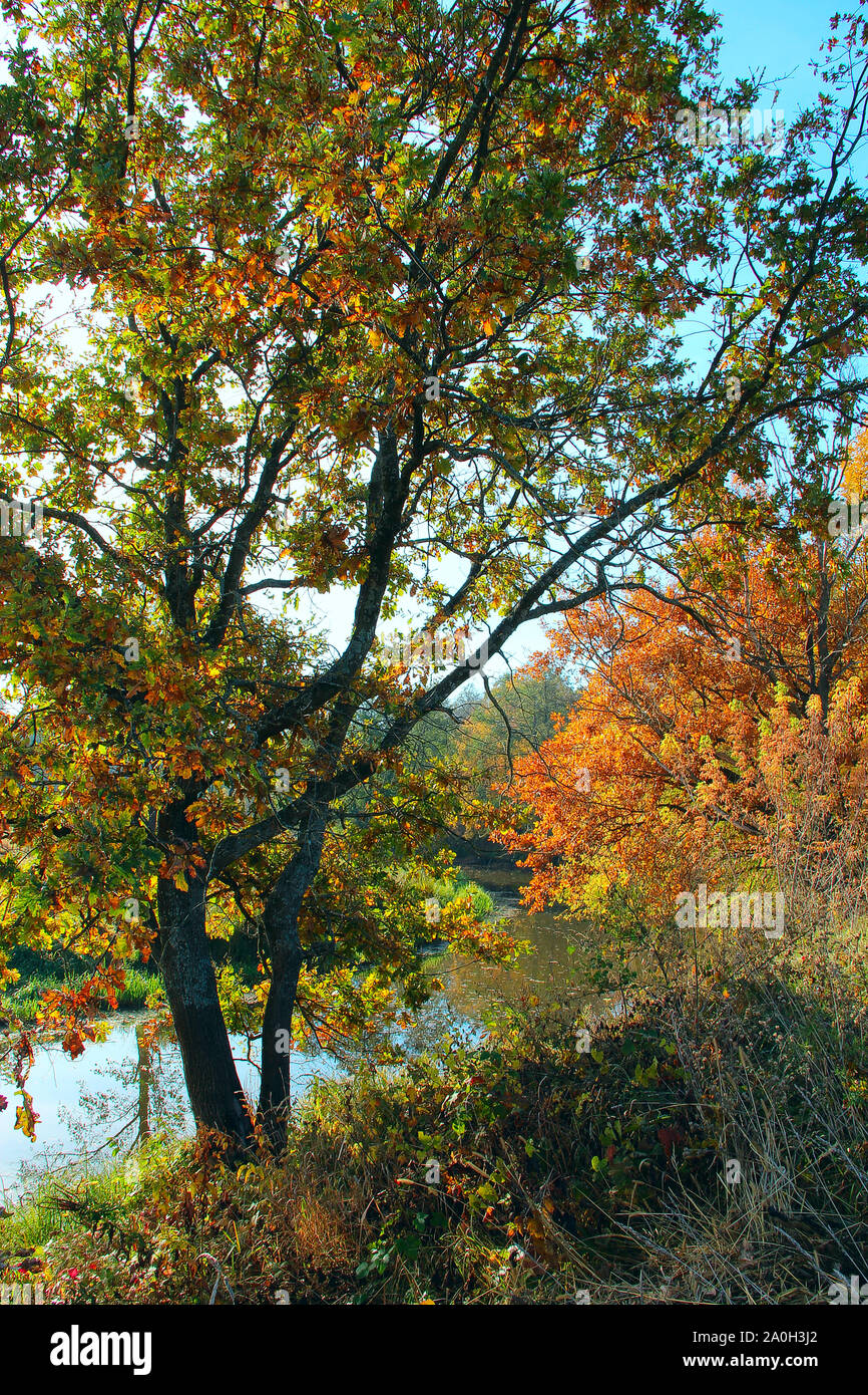 Autumn park with beautiful trees covered yellow and red foliage ...