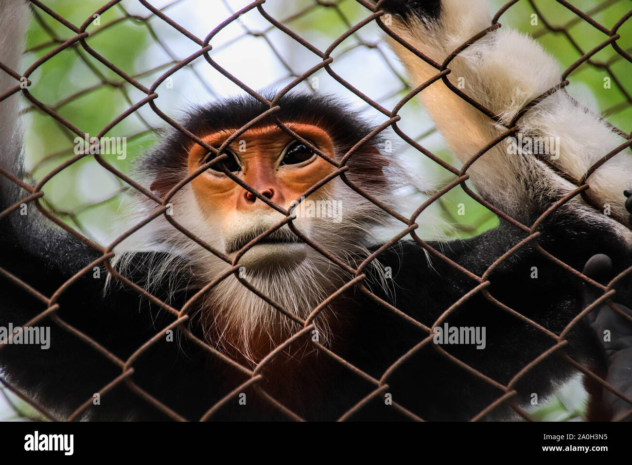 Endangered red-shanked douc (Pygathrix nemaeus) in captivity at Cuc ...