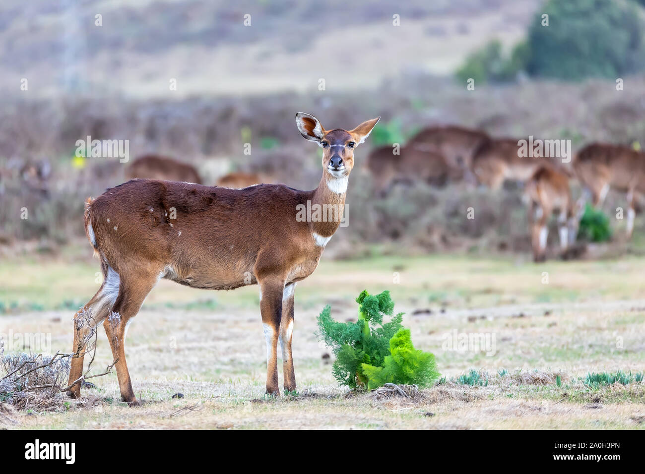 female of endemic very rare Mountain nyala, Tragelaphus buxtoni, big ...