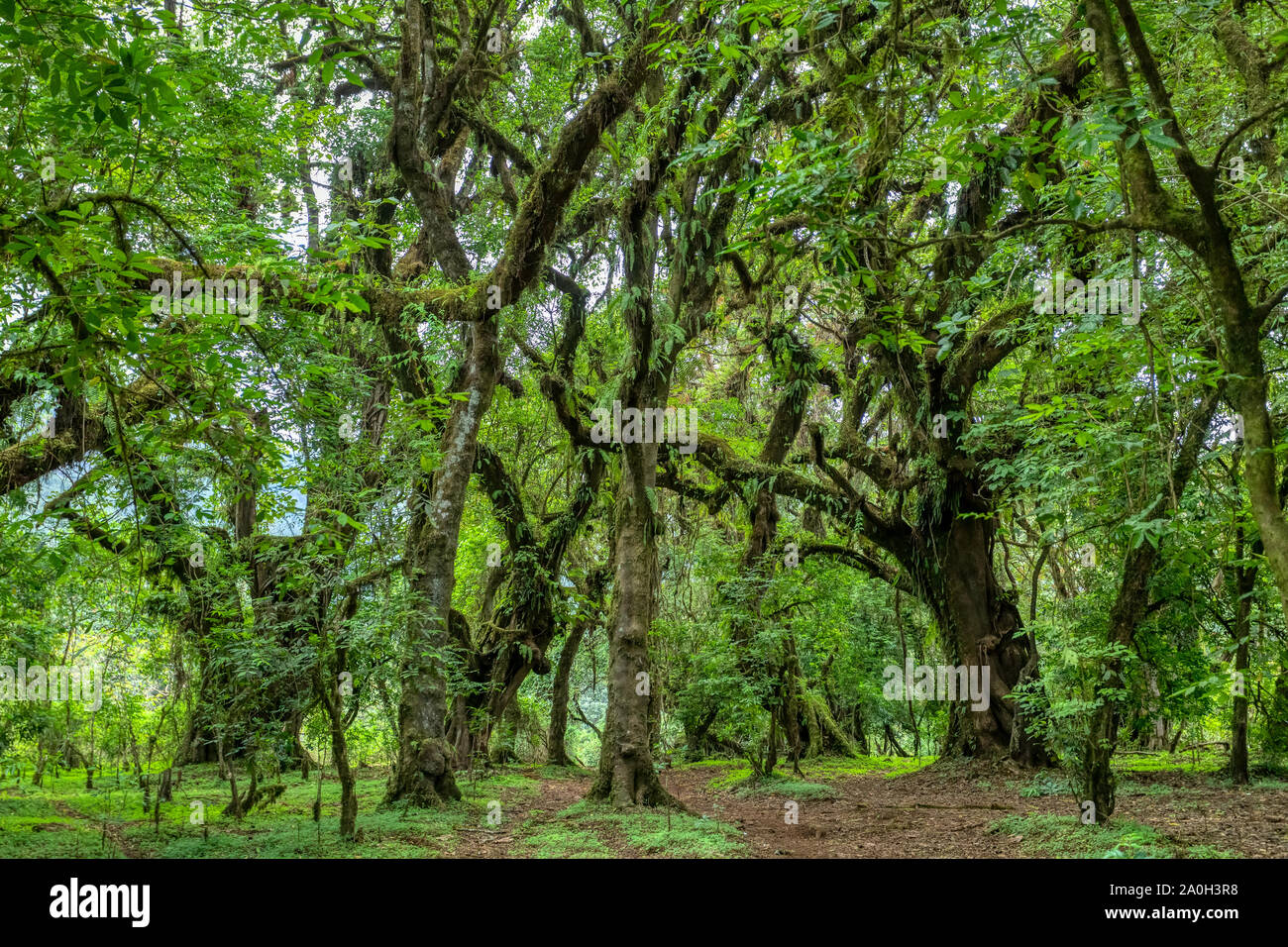 beautiful green Harenna Forest landscape, part of highland region of ...
