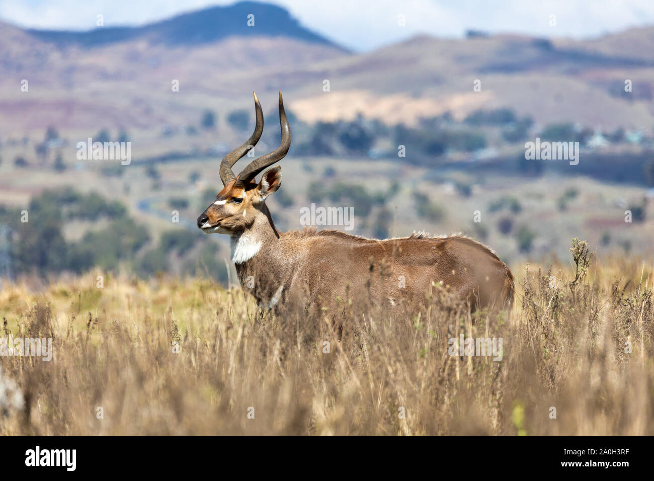 majestic male of endemic very rare Mountain nyala, Tragelaphus buxtoni ...