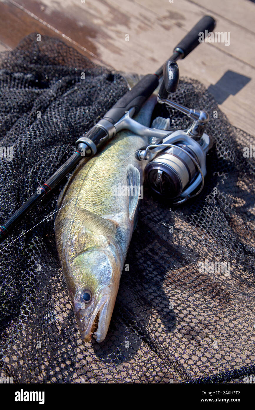 Freshwater zander fish know as sander lucioperca just taken from the ...