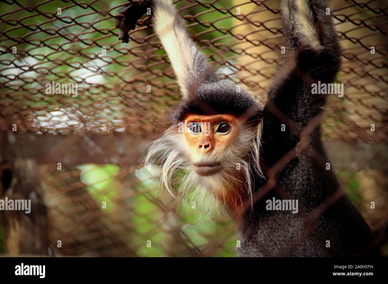 Endangered red-shanked douc (Pygathrix nemaeus) in captivity at Cuc ...