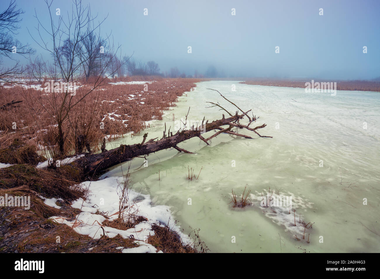 Dead tree fallen lake hi-res stock photography and images - Alamy