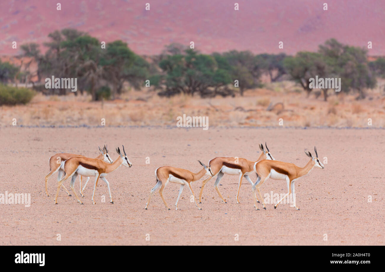 Springbok gacela saltarina hi-res stock photography and images - Alamy