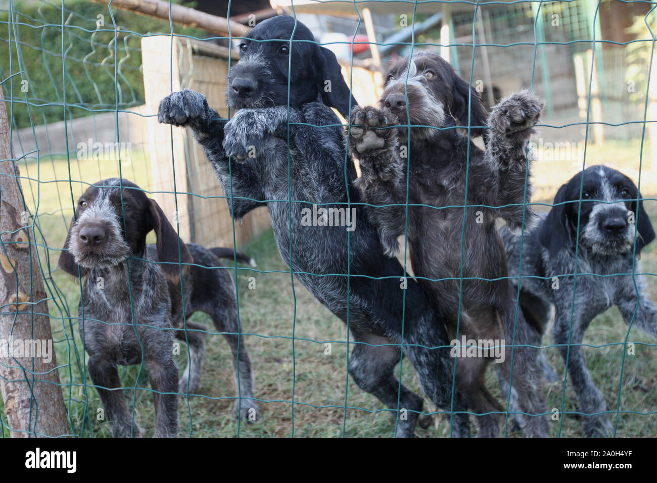 Puppies of the German hunting dog in the cage Stock Photo - Alamy
