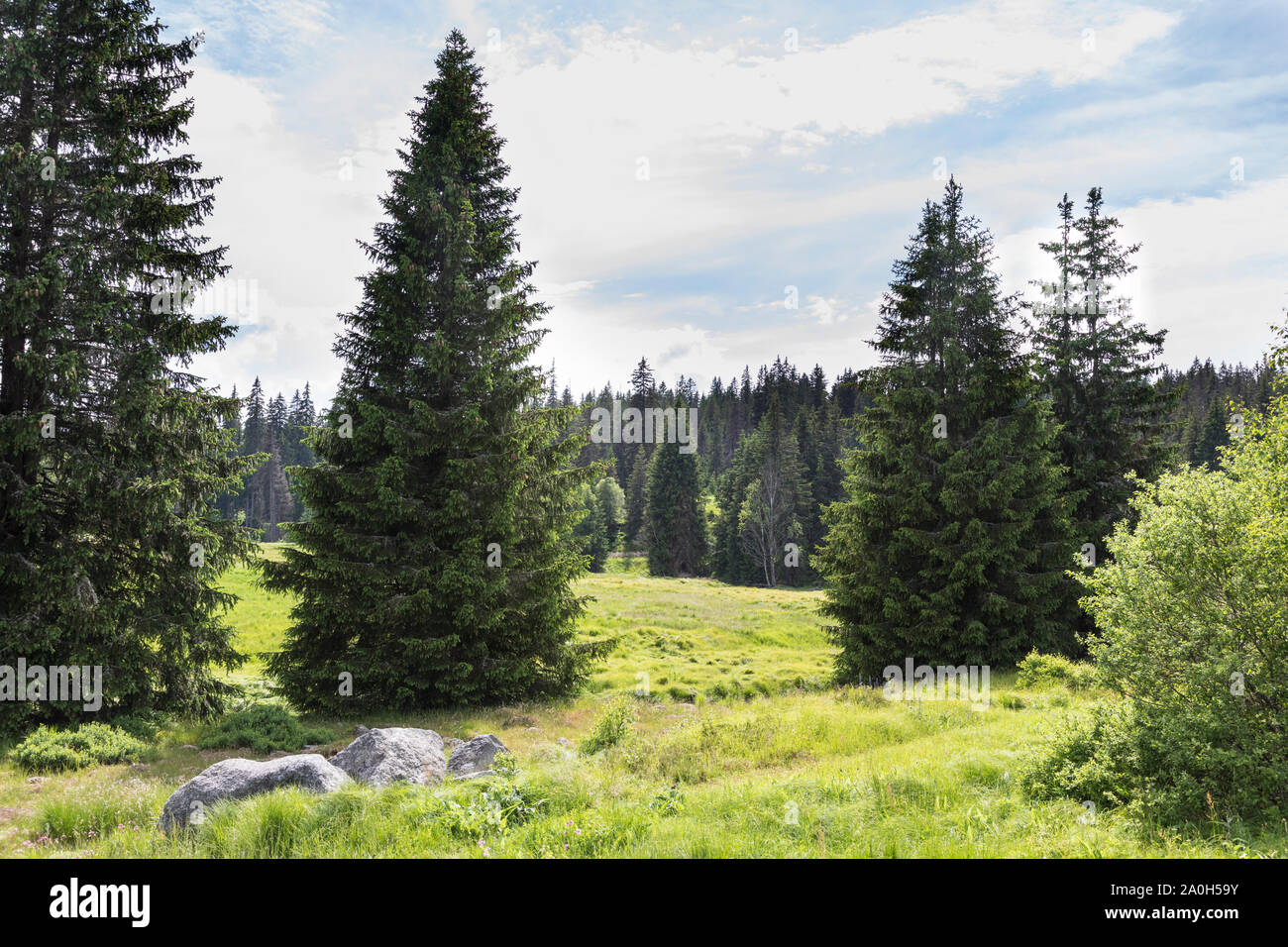 Moore meadow hi-res stock photography and images - Alamy