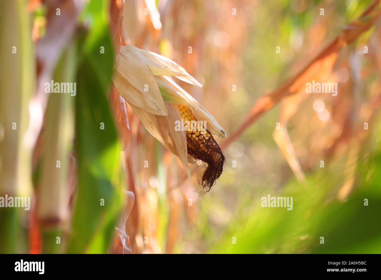 An ear of ripe corn on an agricultural field Stock Photo - Alamy