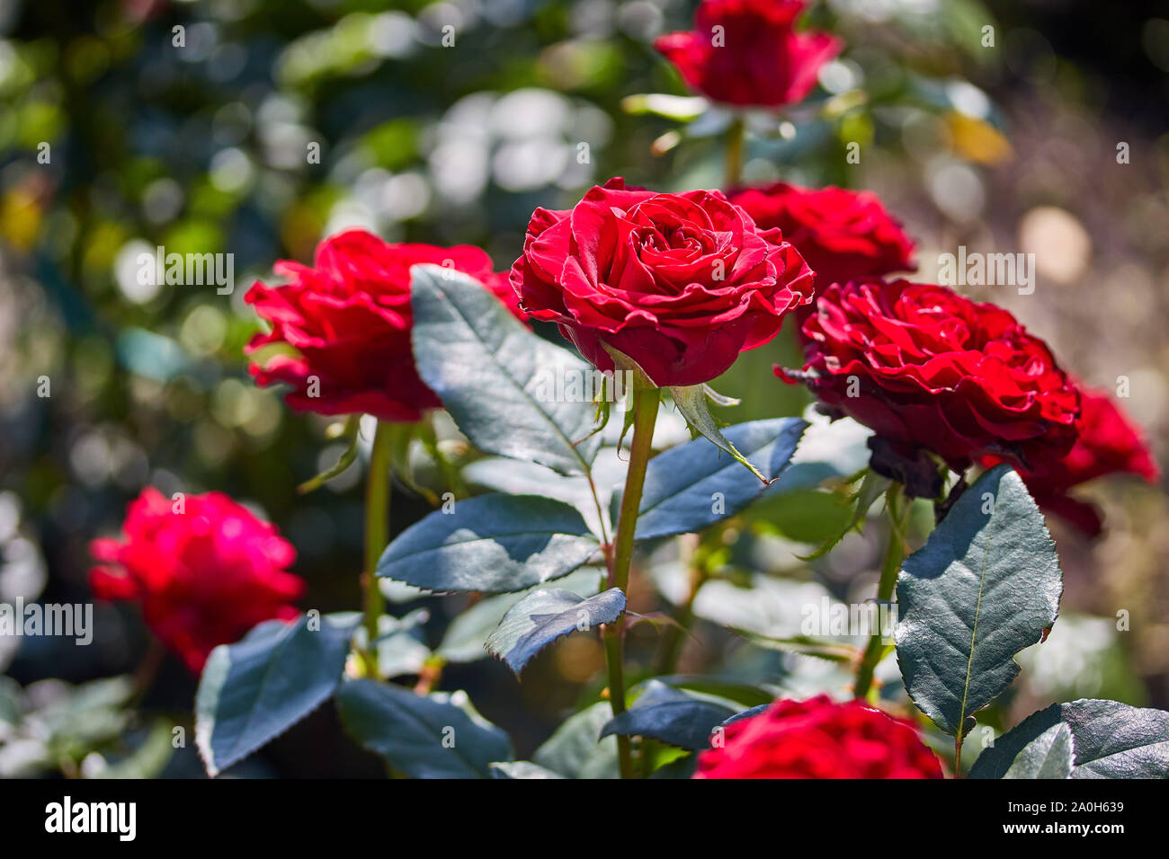 Rose in natural habitat hi-res stock photography and images - Alamy