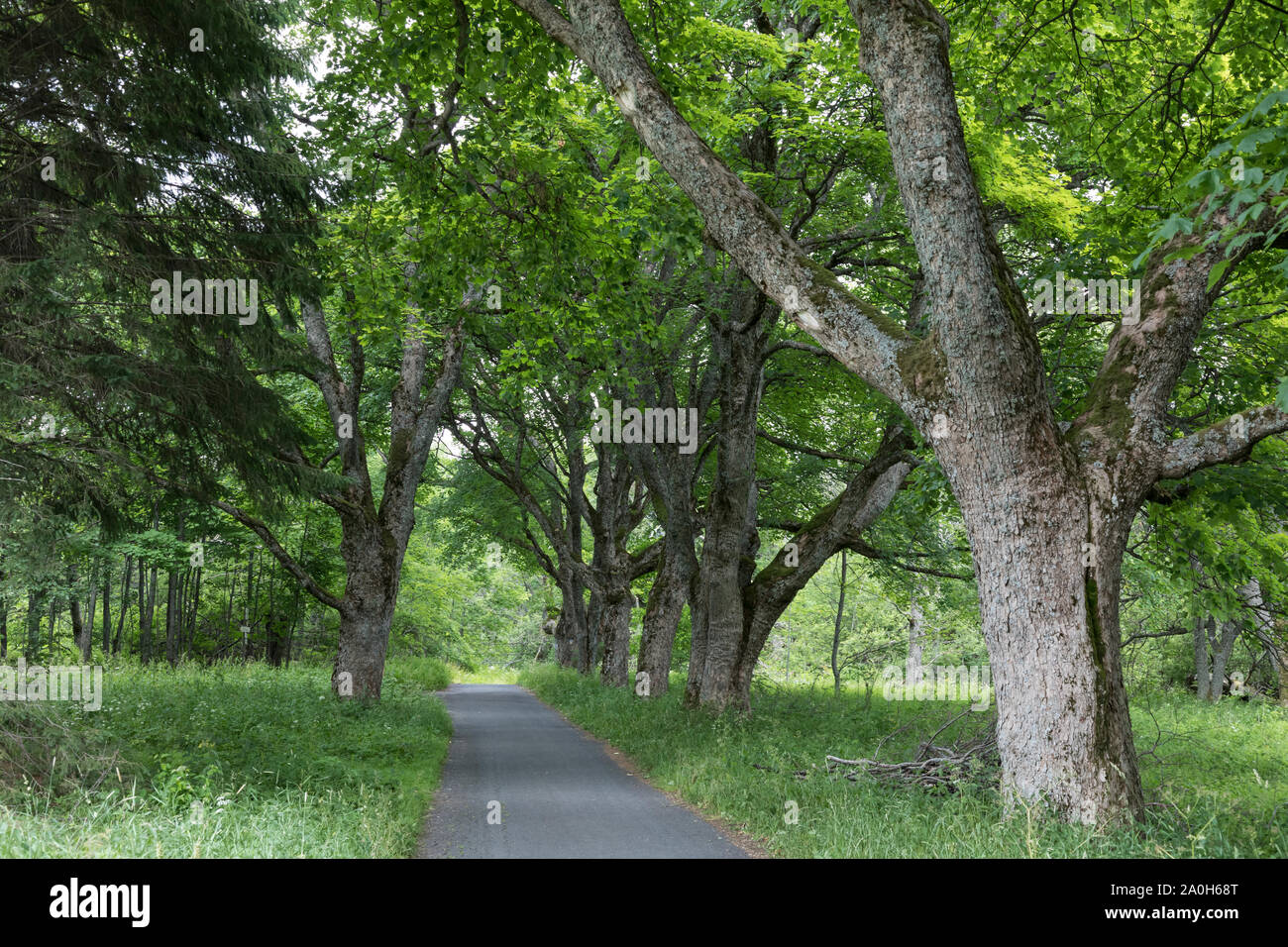 Maple tree avenue hi-res stock photography and images - Alamy