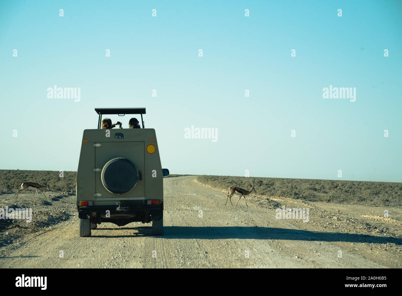 open top Safari car with tourists watching a springbok crossing the ...
