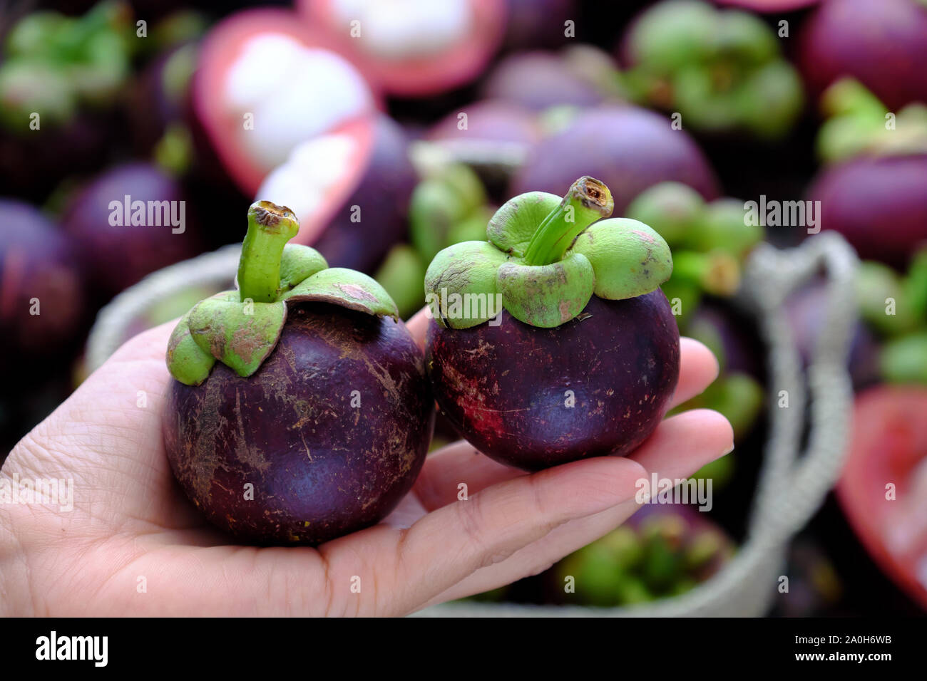 Close up two mangosteen in woman hand on blurred mangostana garcinia ...
