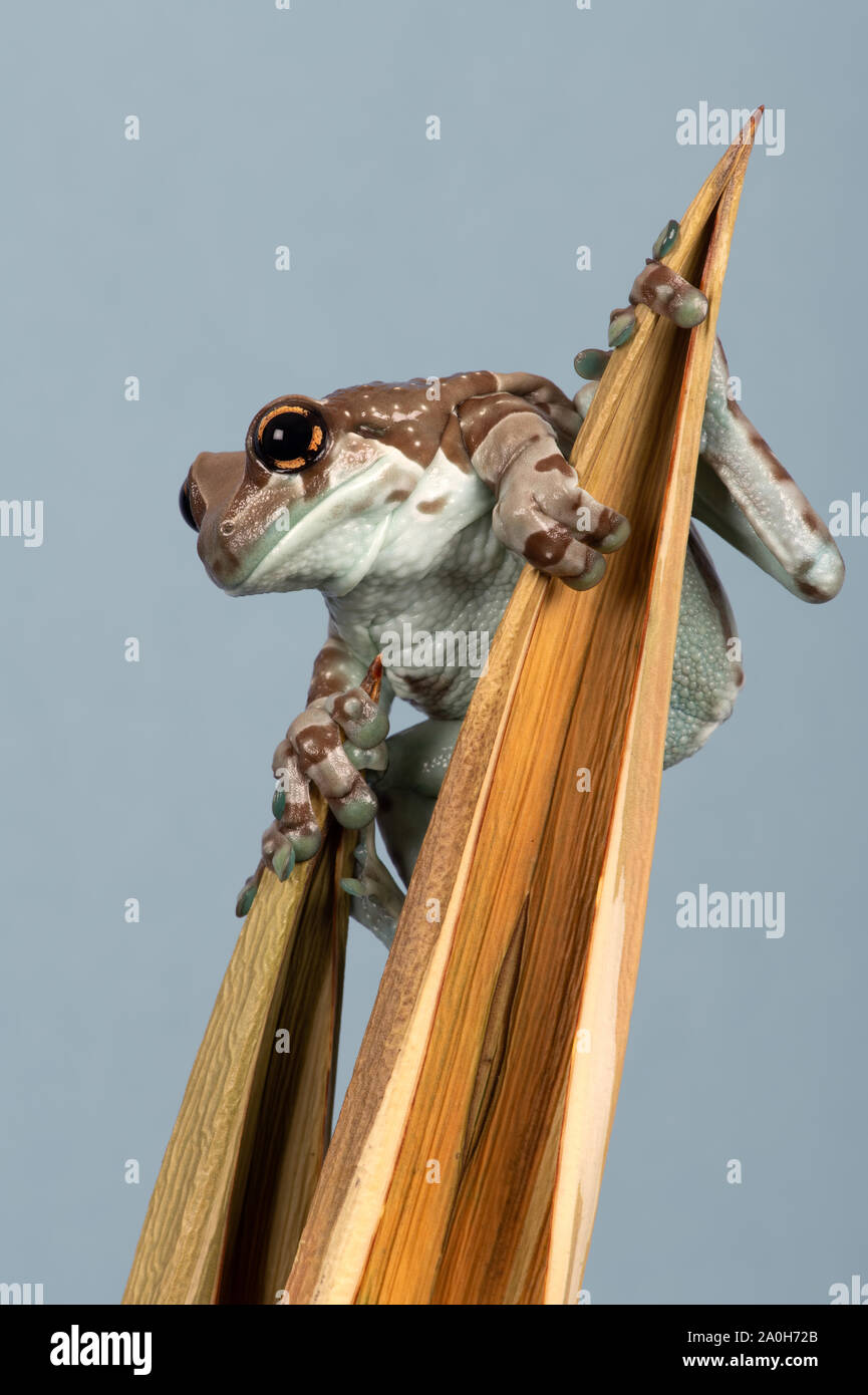 Golden eyed frog hi-res stock photography and images - Alamy