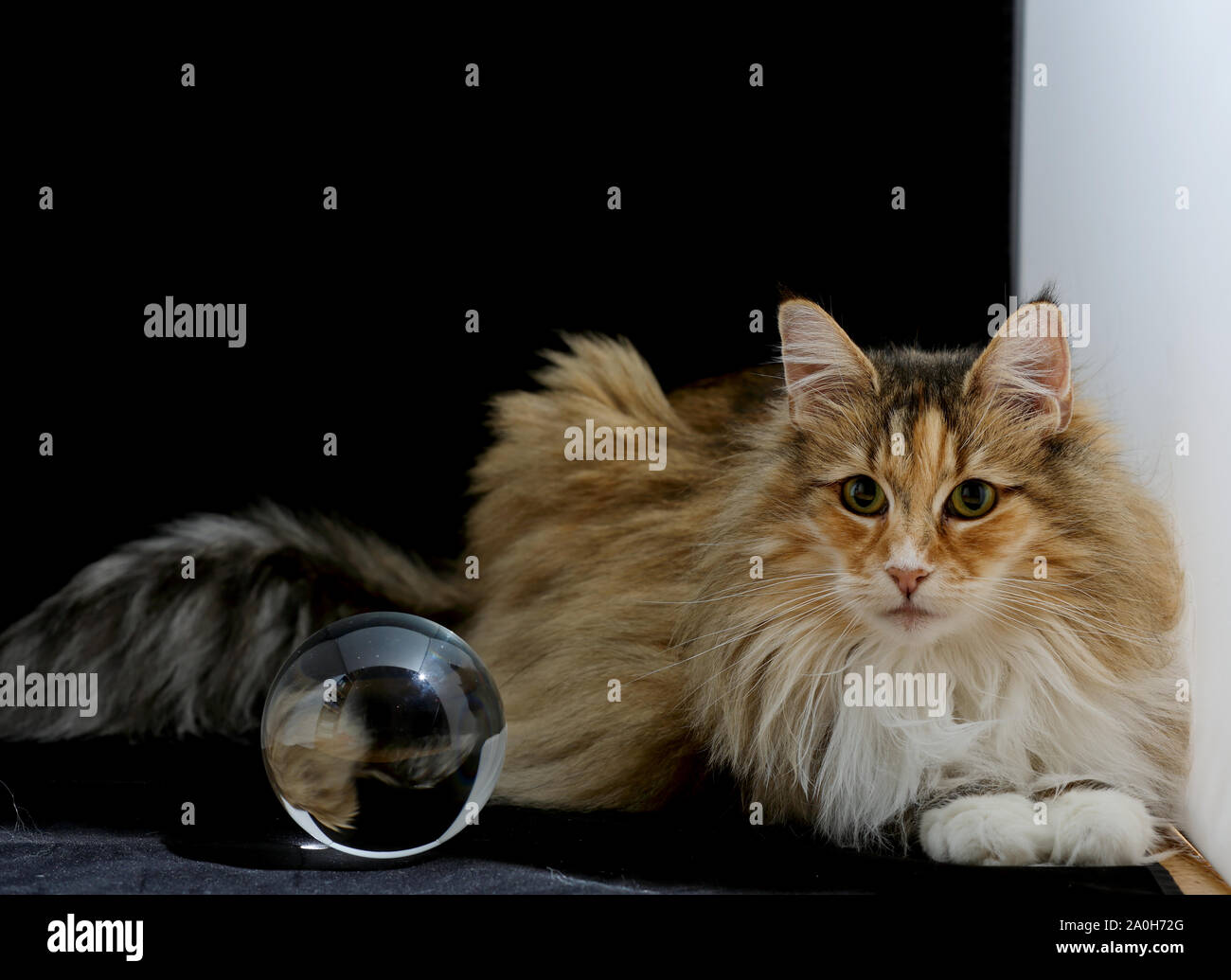 A beautiful norwegian forest cat in small studio looking at the ...