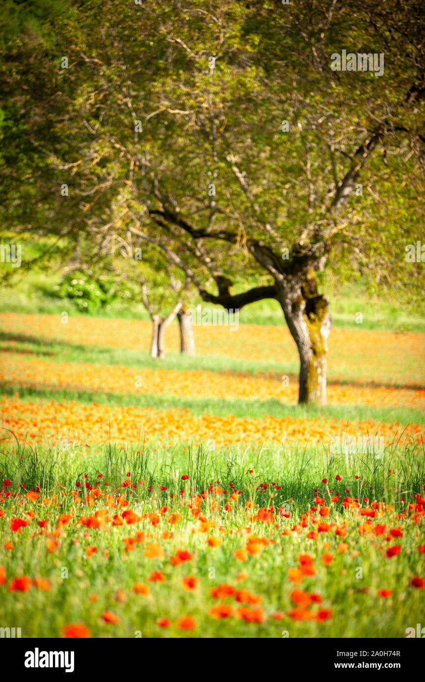 Tress blooming hi-res stock photography and images - Alamy