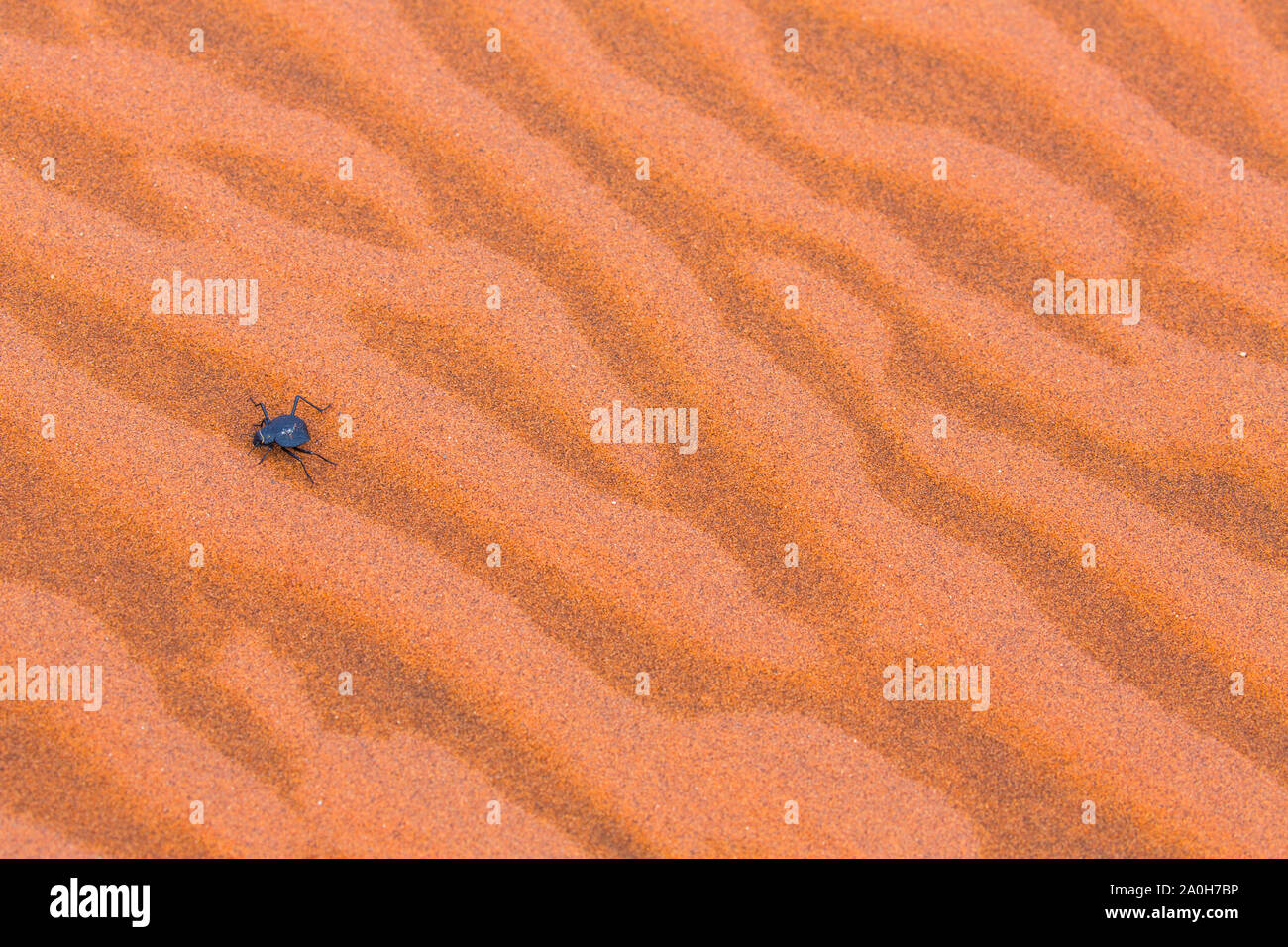 Long-legged darkling beetle (Stenocara dentata), Namib Naukluft ...