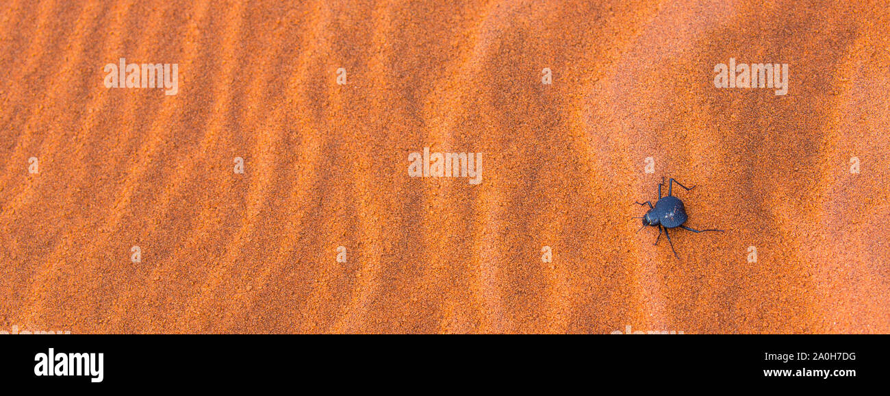 Long-legged darkling beetle (Stenocara dentata), Namib Naukluft ...