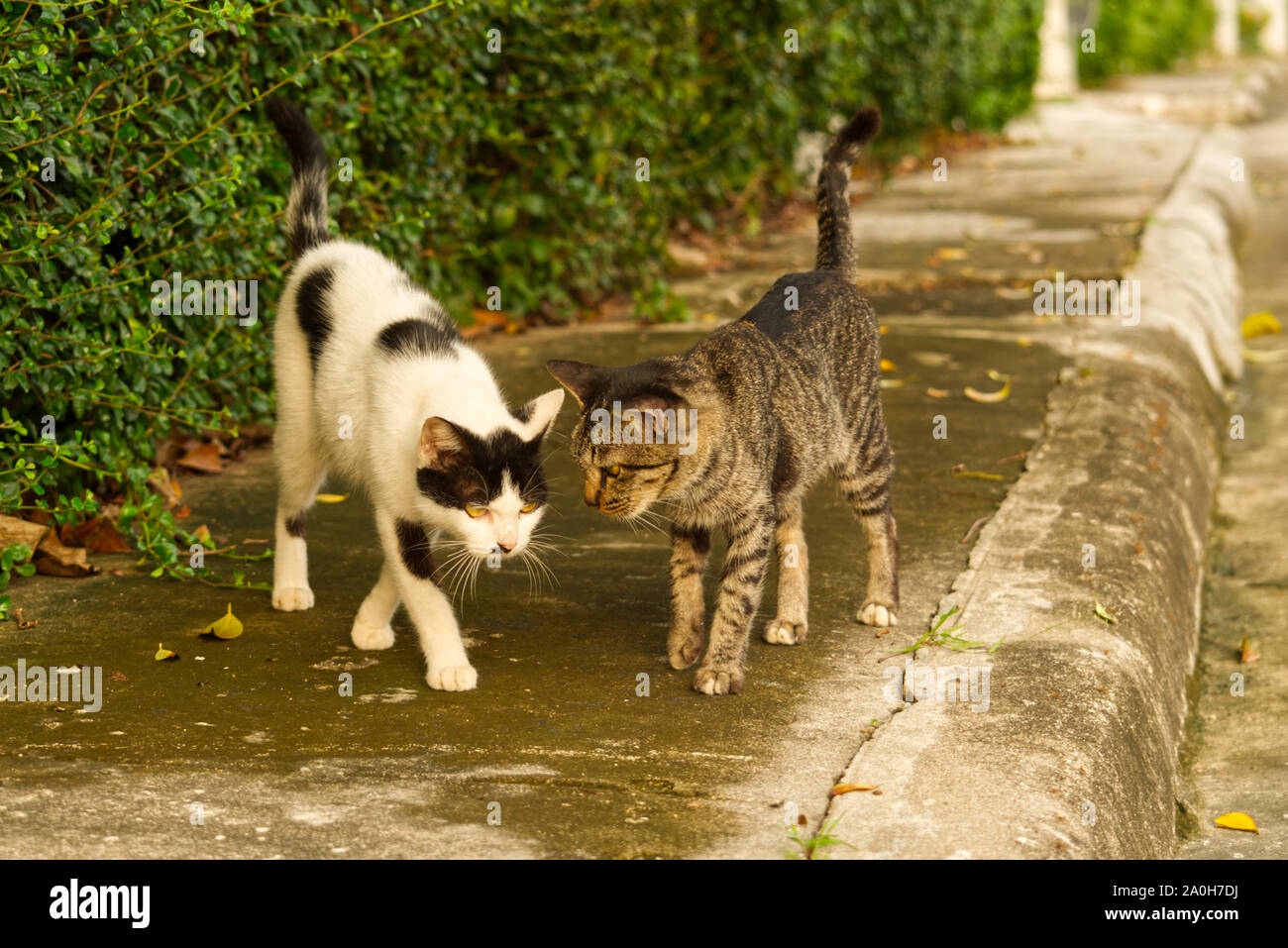 Two stray cats walking on sidewalk, tabby cat looking at black and ...