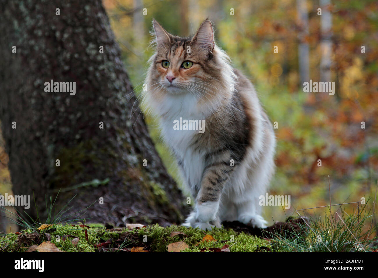 Beautiful Norwegian forest cat female standing under a big spruce tree ...