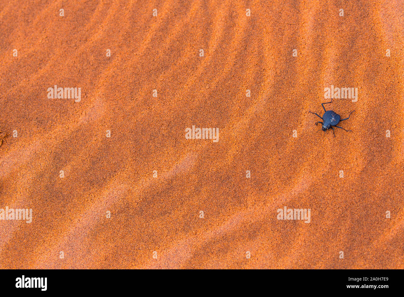 Long-legged darkling beetle (Stenocara dentata), Namib Naukluft ...
