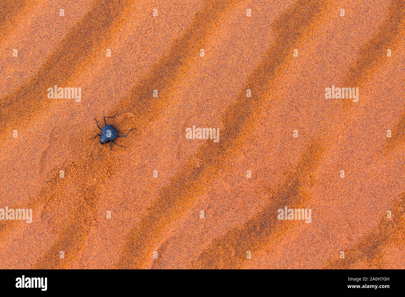 Long-legged darkling beetle (Stenocara dentata), Namib Naukluft ...