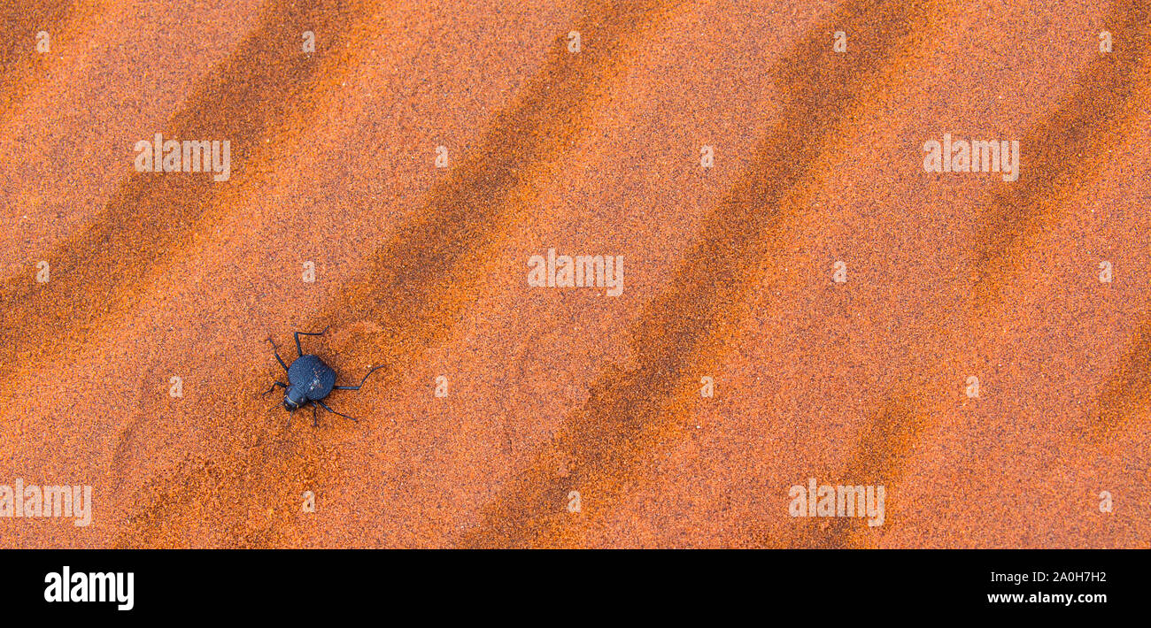 Long legged darkling beetle hi-res stock photography and images - Alamy