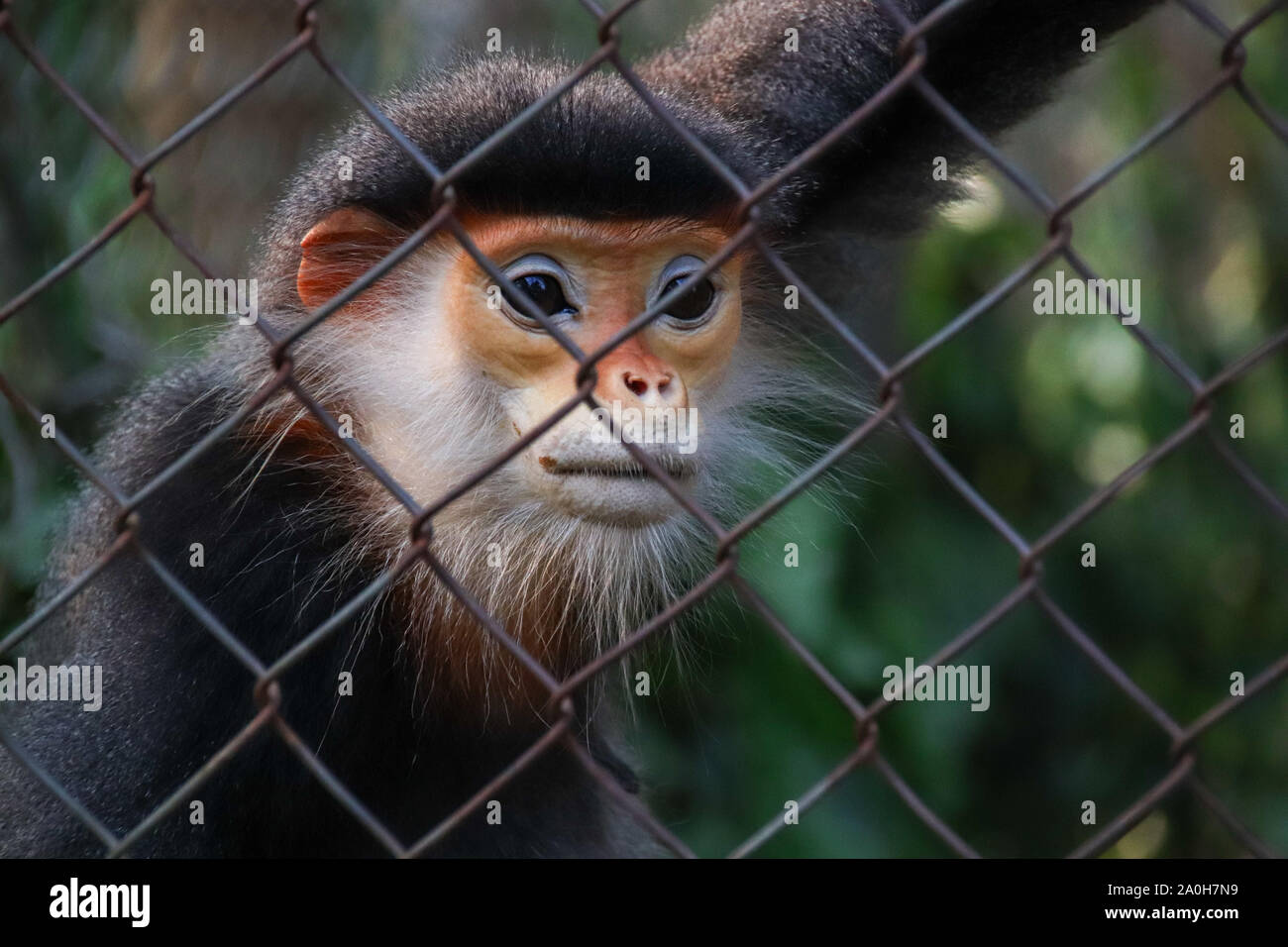 Endangered red-shanked douc (Pygathrix nemaeus) in captivity at Cuc ...