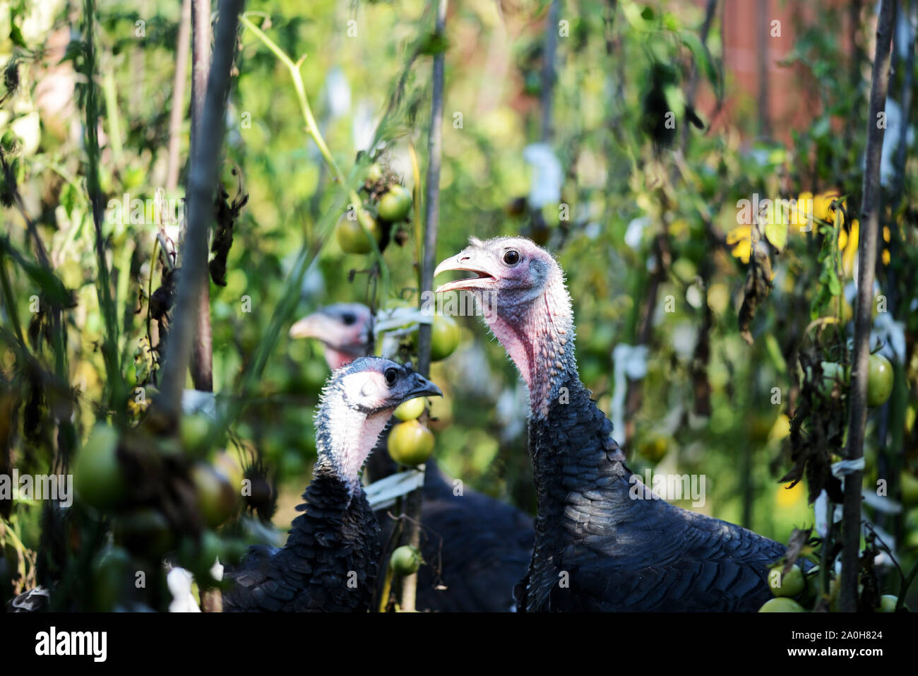 Funny bird garden hi-res stock photography and images - Alamy