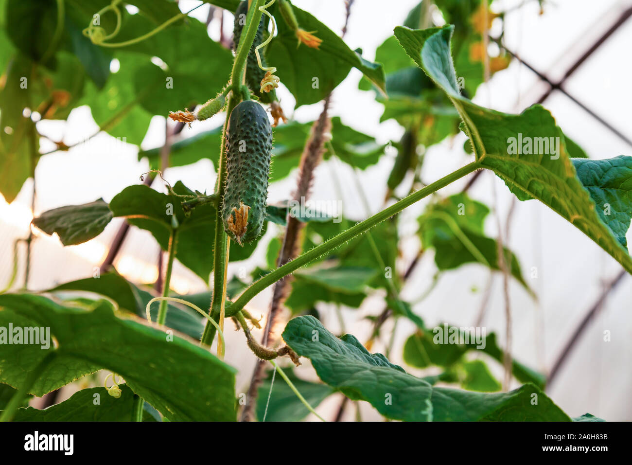 Green cucumber hanging on the garden in a greenhouse during crop growth ...