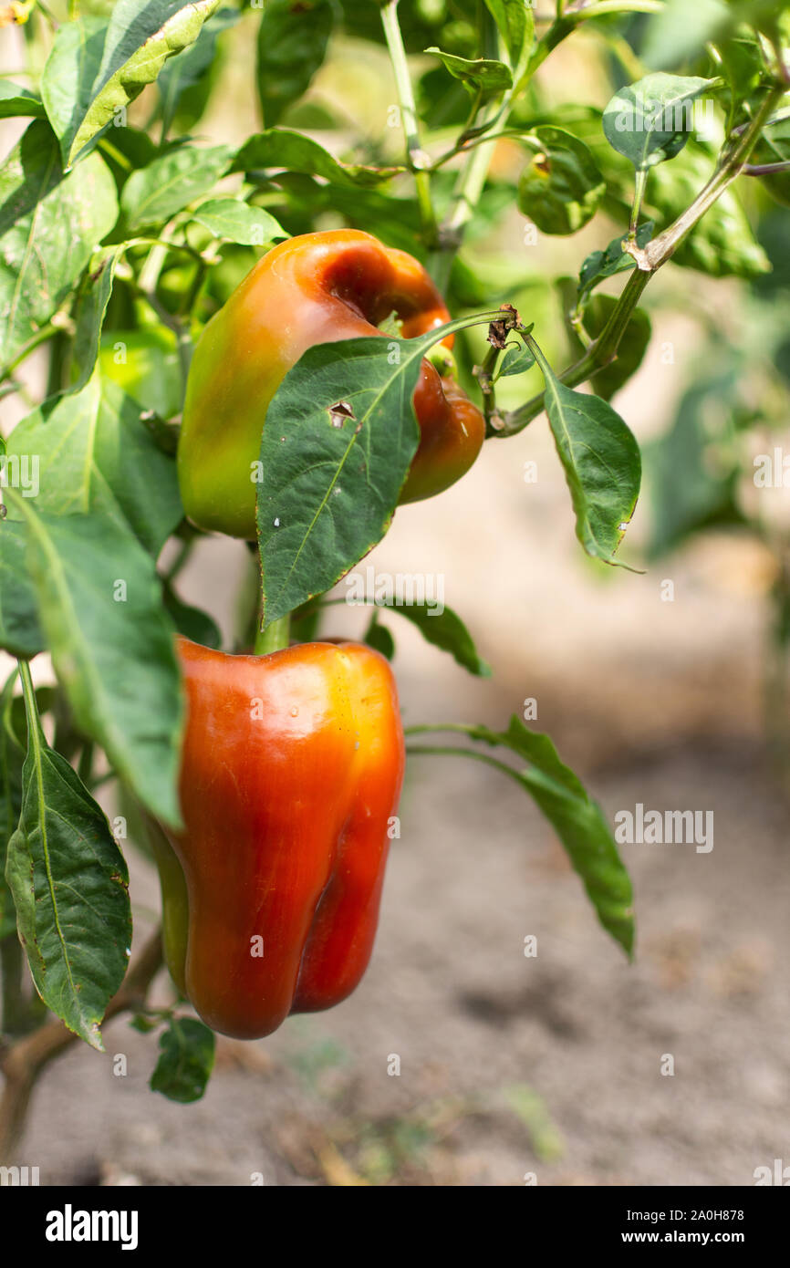 Garden beds with ripening sweet red pepper, organic pepper bush Stock ...