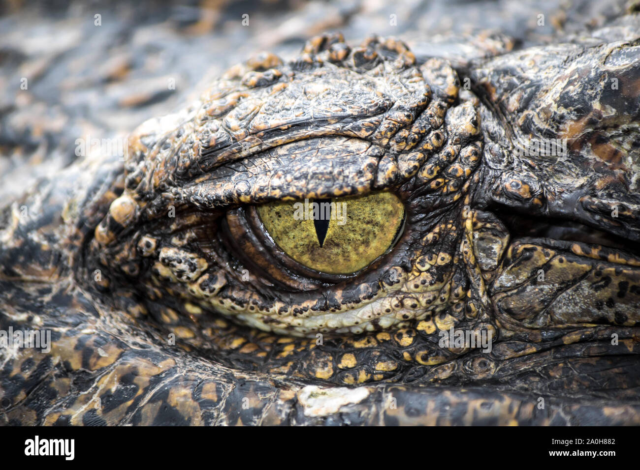 Yellow eyes of hunter fierce and formidable of crocodiles Stock Photo ...