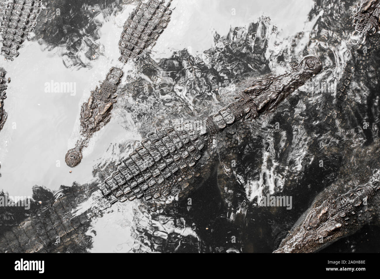 Hunters flock crocodile floating in the water perilously Stock Photo ...