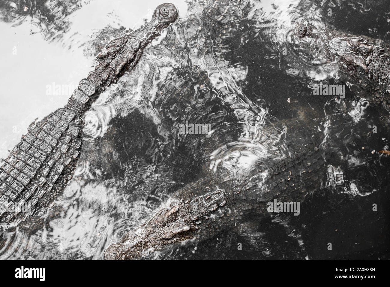 Hunters flock crocodile floating in the water perilously Stock Photo ...